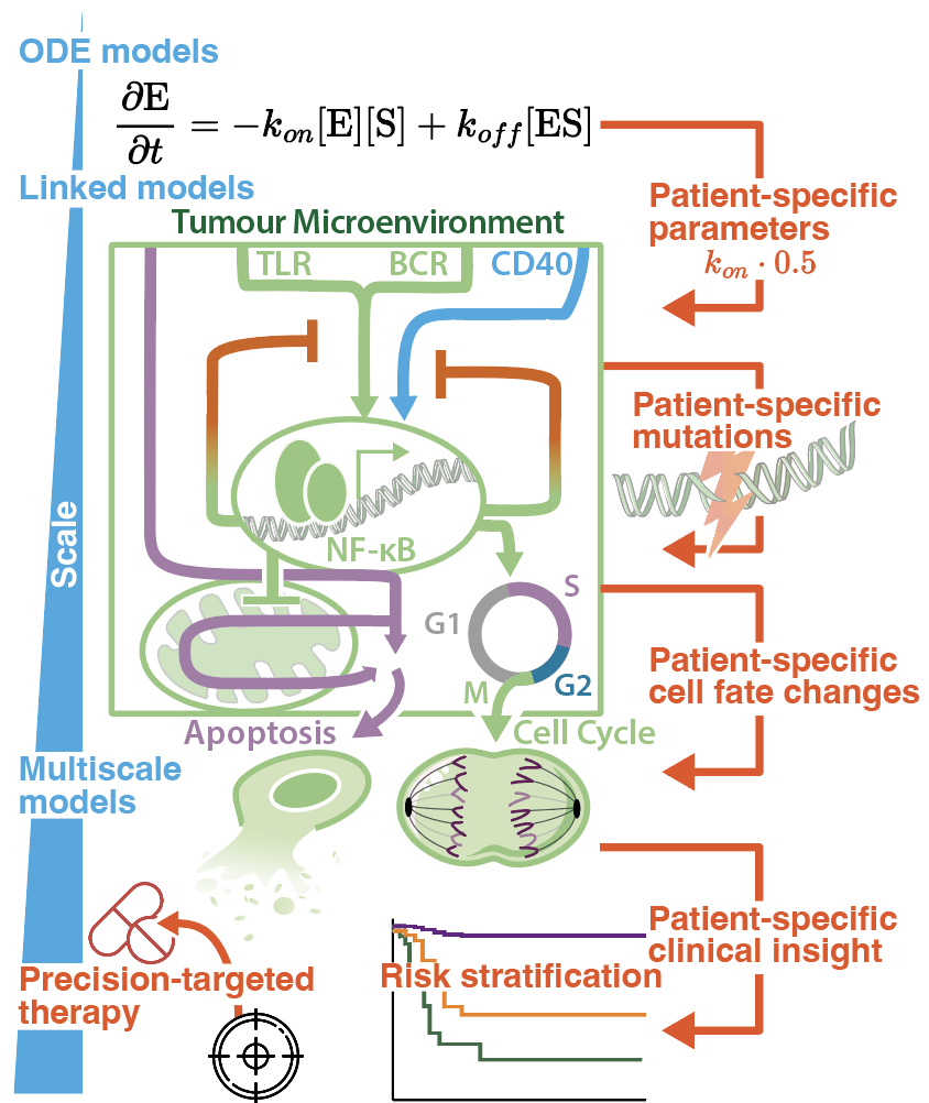 Extending personalised modelling towards clinical use in multiple malignancies | Mitchell Lab