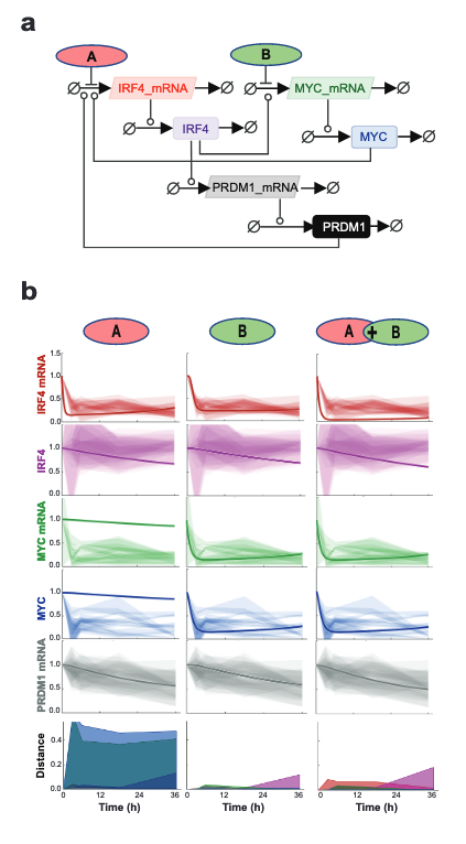 Dissecting the Impact of Bromodomain Inhibitors on the IRF4-MYC Oncogenic Axis in Multiple ...