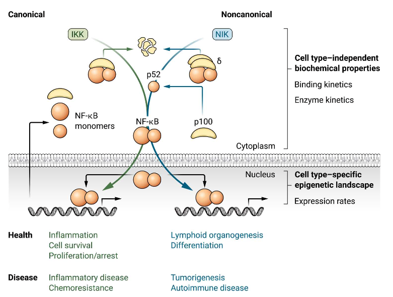 The NF-κB multidimer system model: A knowledge base to explore diverse ...